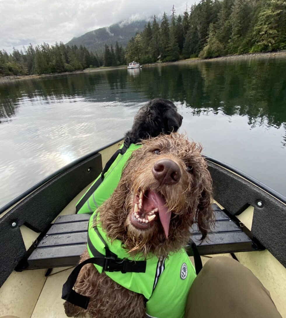 Best Vet Hospital In Sitka, AK | Sitka Animal Hospital