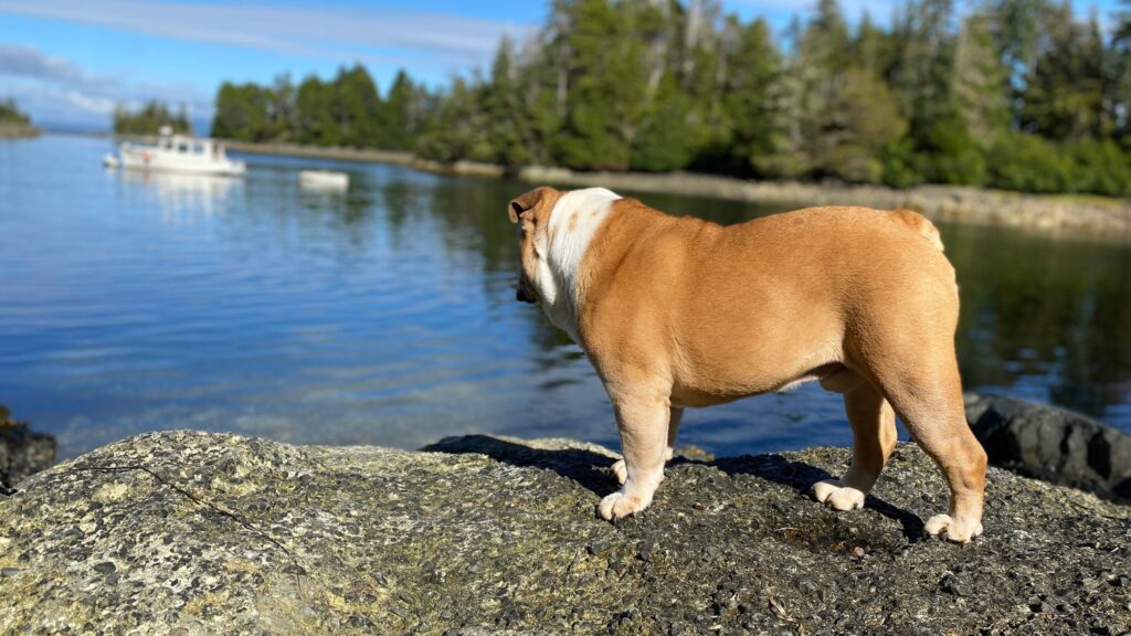 Sitka Animal Hospital Patient Gallery | Vet Clinic In Sitka, AK