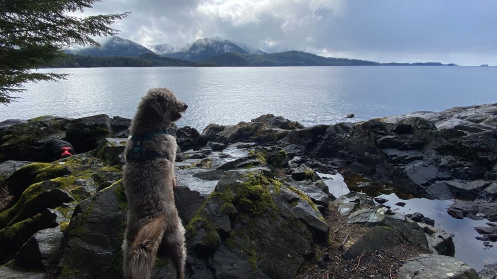 Consent For Treatment Form | Sitka Animal Hospital