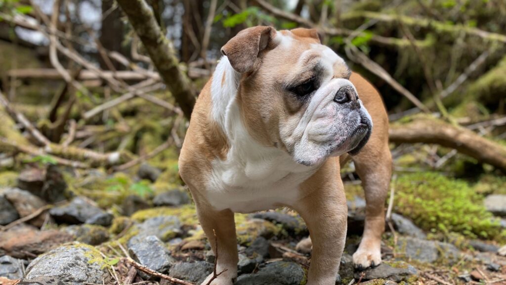 New Client Form | Sitka Animal Hospital